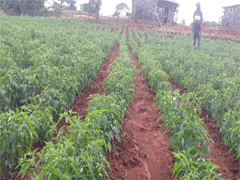 カウンターパート主導による活動の広がり－エチオピアにおけるSHEP（Ethio-SHEP） | 事業・プロジェクト - JICA