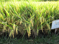 [Zambia] Seeking Abundance Not Dependent on Natural Resource Exports ...