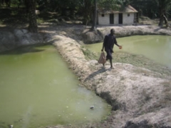 The Study on the Promotion of Inland Aquaculture for Rural Development ...