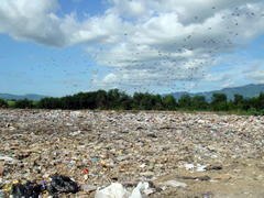 The Project for Promotion of Regional Initiative Soild Waste Management ...