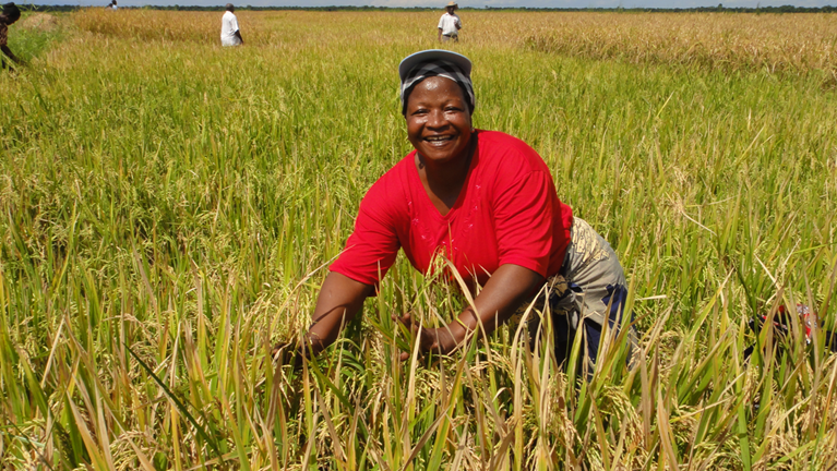 No.18 How has Rice Production in Sub-Saharan Africa Expanded? A ...