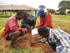 Ten Years With the Farmers of Mozambique: Aiming to Invigorate Farm ...