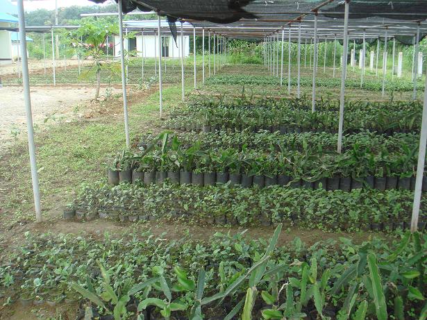 Project for the Eradication of Opium Poppy Cultivation and Poverty ...