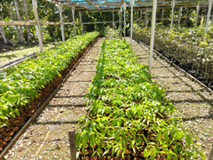 Capacity development project for reducing carbon emissions from forest ...