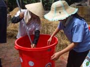 Urea-treated rice straw technical demonstration | Technical Cooperation ...