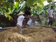 Urea-treated rice straw technical demonstration | Technical Cooperation ...