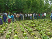 【Ethio-SHEP】フェカドさんの挑戦 | 市場志向型小規模園芸農業推進プロジェクト | 技術協力プロジェクト | 事業・プロジェクト ...