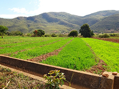 JICA Zimbabwe beneficiaries hail the Nyakomba Irrigation Project ...