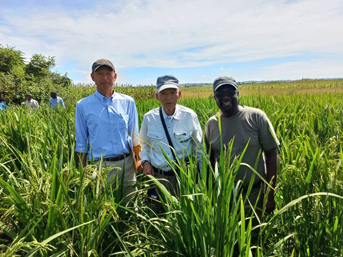 JICA Rice Expert / Technical Advisor Wows the Agricultural Fraternity ...