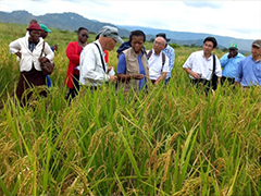 JICA Rice Expert / Technical Advisor Wows the Agricultural Fraternity ...