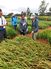 JICA Rice Expert / Technical Advisor Wows the Agricultural Fraternity ...